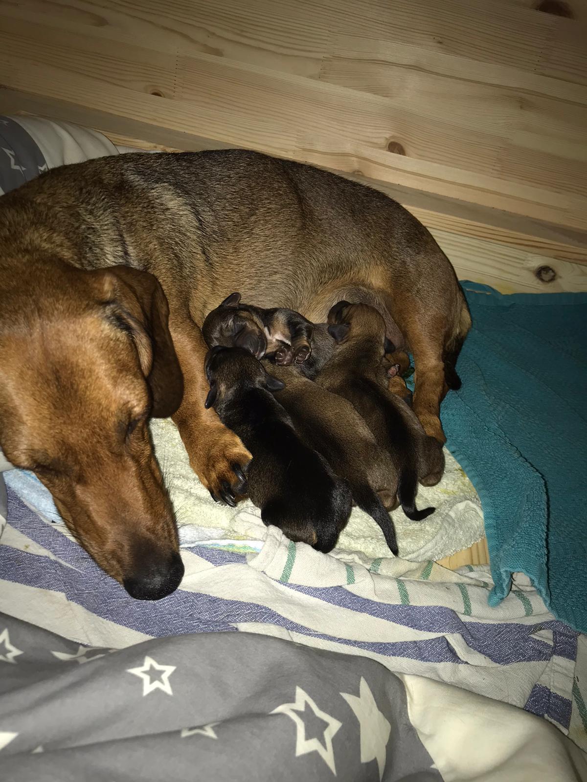 SnoLex`s – sie sind da – Lexi´s Welt